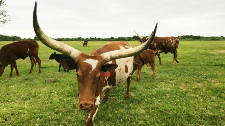 Westgate River Ranch Resort: 17 Tips & Tricks For A Great Glamping Getaway