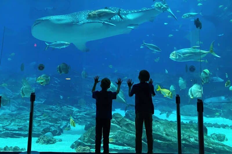 Georgia Aquarium: Atlanta’s Beloved Attraction Lives Up to the Hype