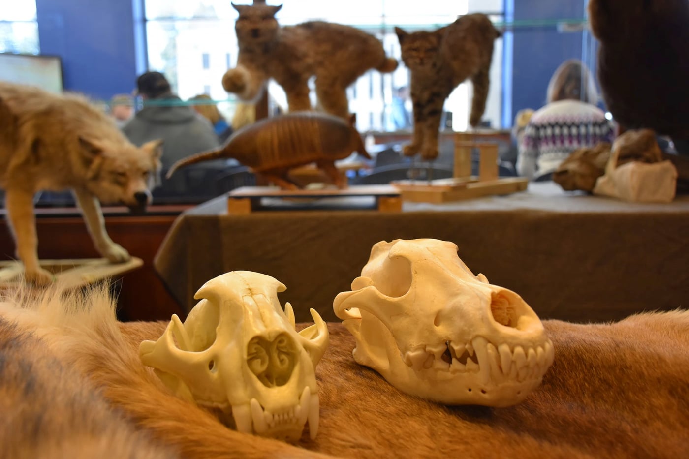 15 Things To Do in Cheyenne Wyoming You’ve Got To Experience
