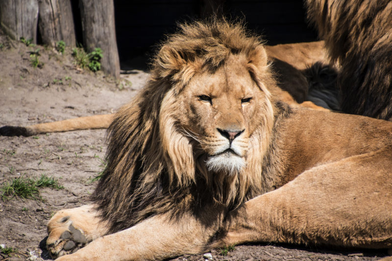 27 Things To Do in Dallas With Kids (& the Greater Dallas Area)