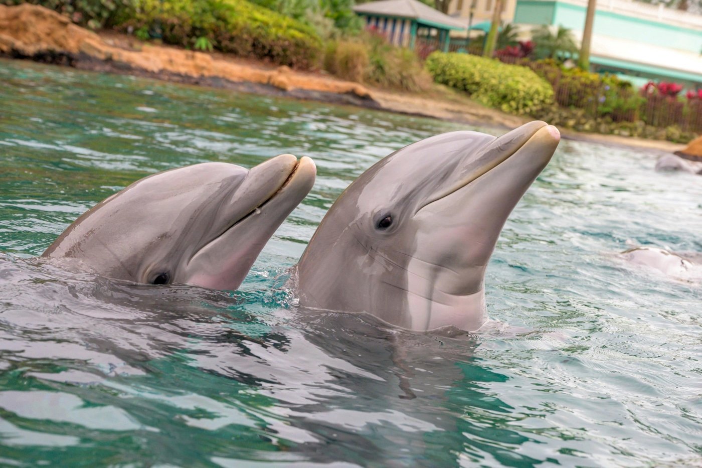 SeaWorld Orlando: 39+ Secrets for an Amazing Visit